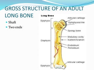 Anatomy of bone and Cartilage | PDF