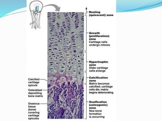 Anatomy of bone and Cartilage | PDF