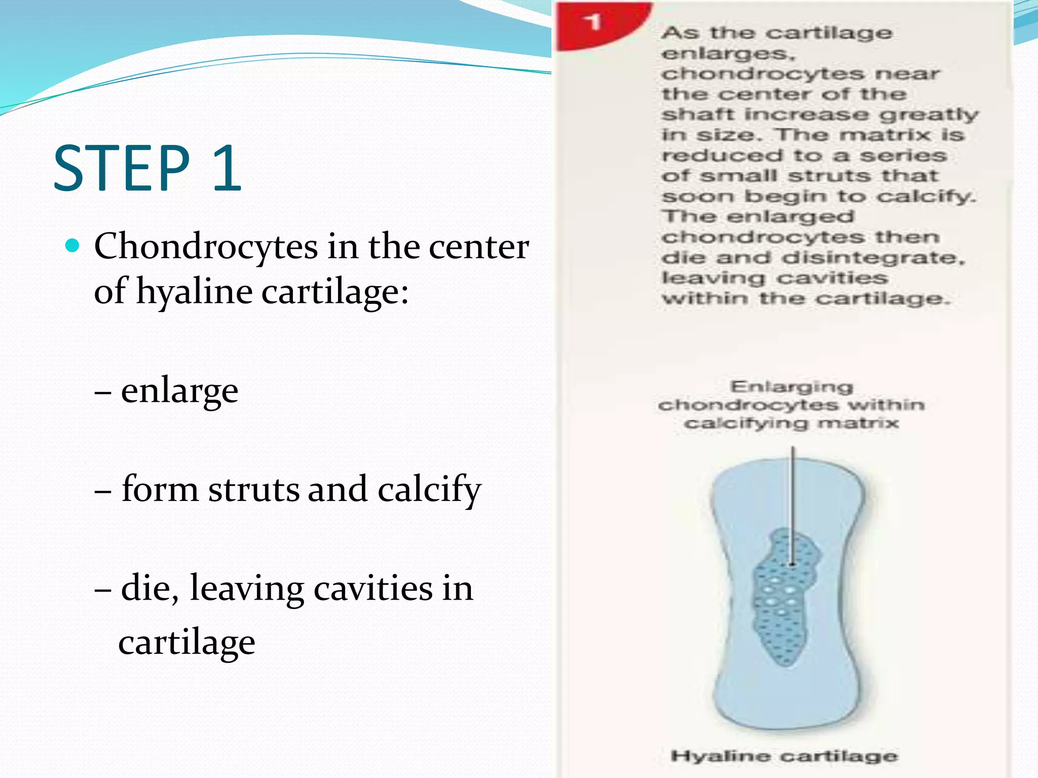 Anatomy of bone and cartilage 1 | PPTX