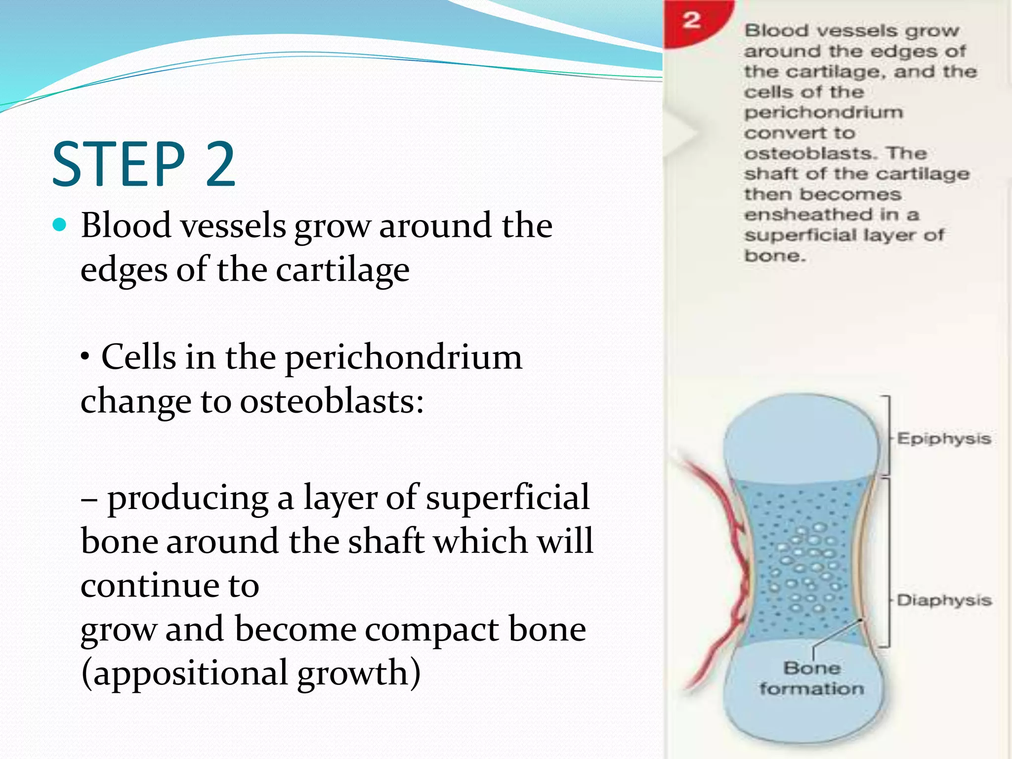 Anatomy of bone and cartilage 1 | PPTX