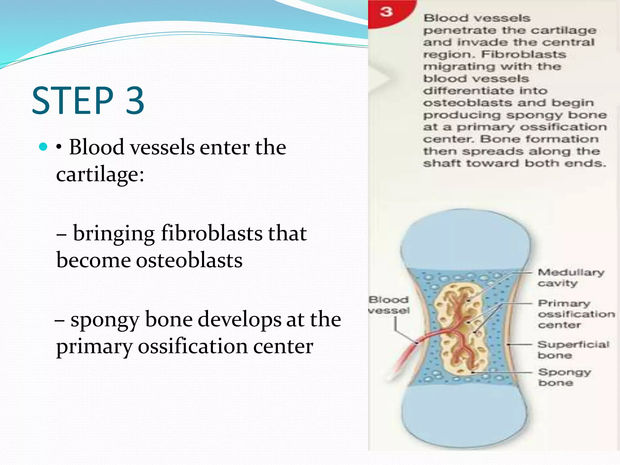 Anatomy of bone and cartilage 1 | PPTX