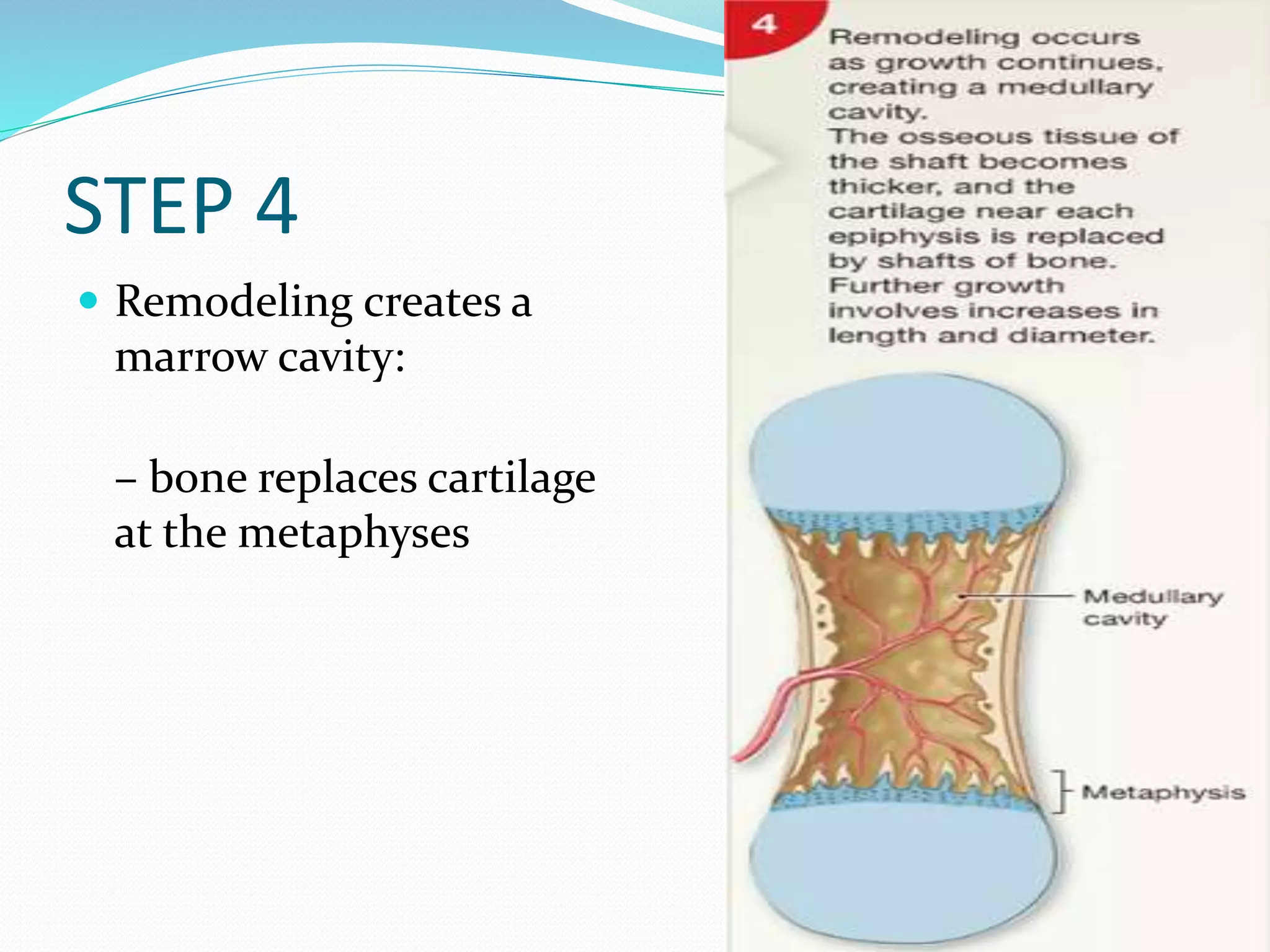 Anatomy of bone and cartilage 1 | PPTX