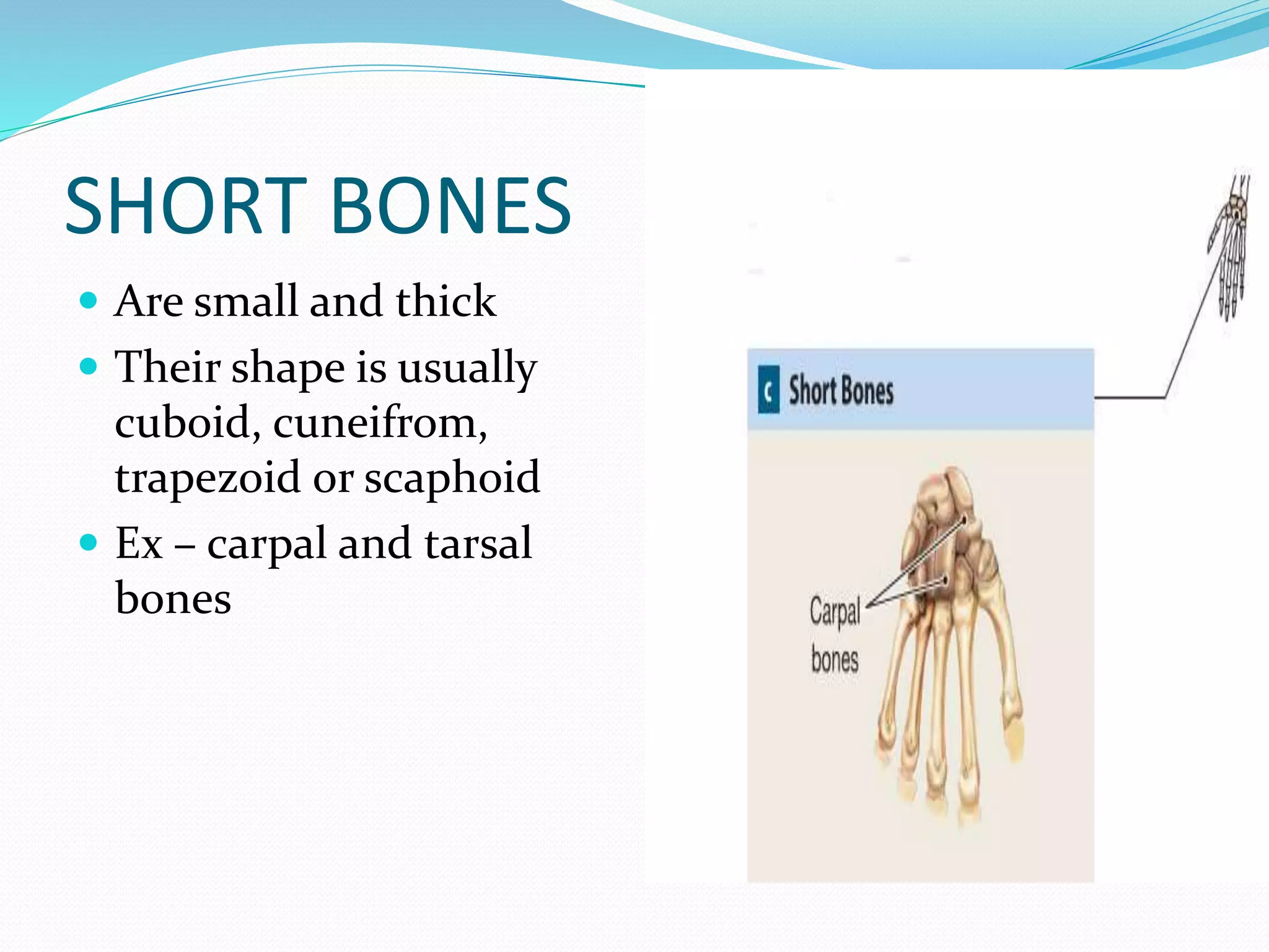 Anatomy of bone and cartilage 1 | PPTX