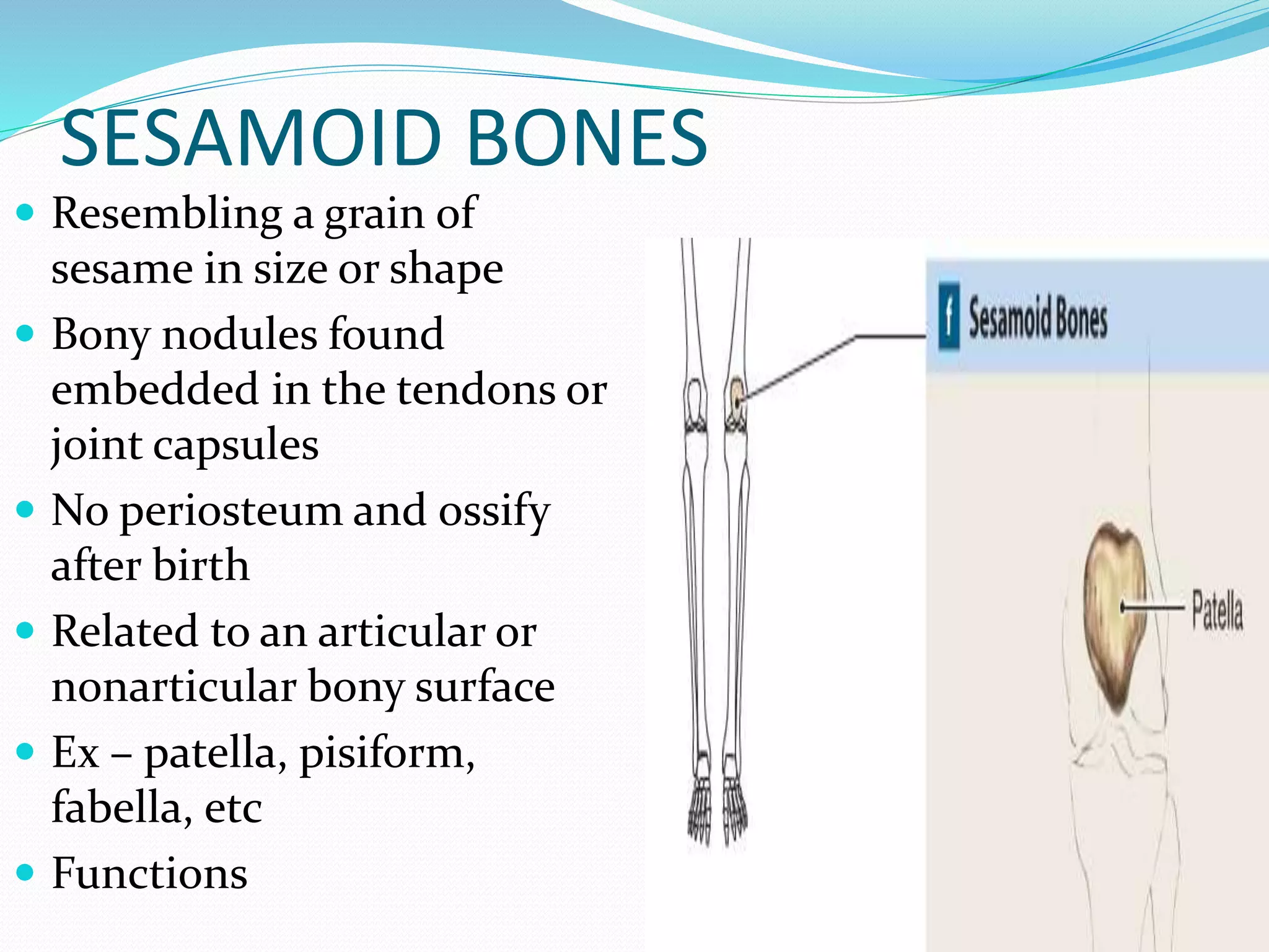 Anatomy of bone and cartilage 1 | PPTX