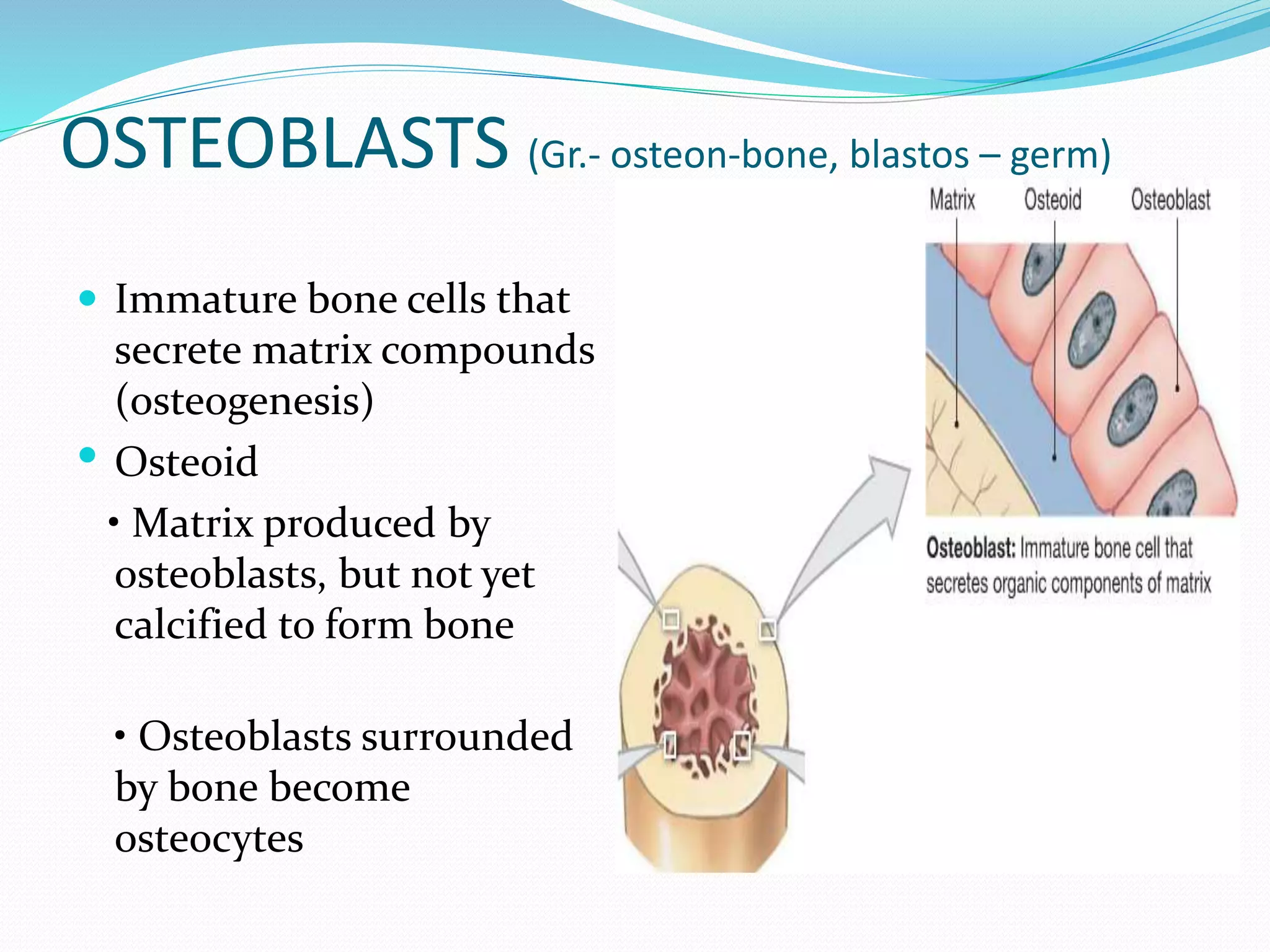 Anatomy of bone and cartilage 1 | PPTX