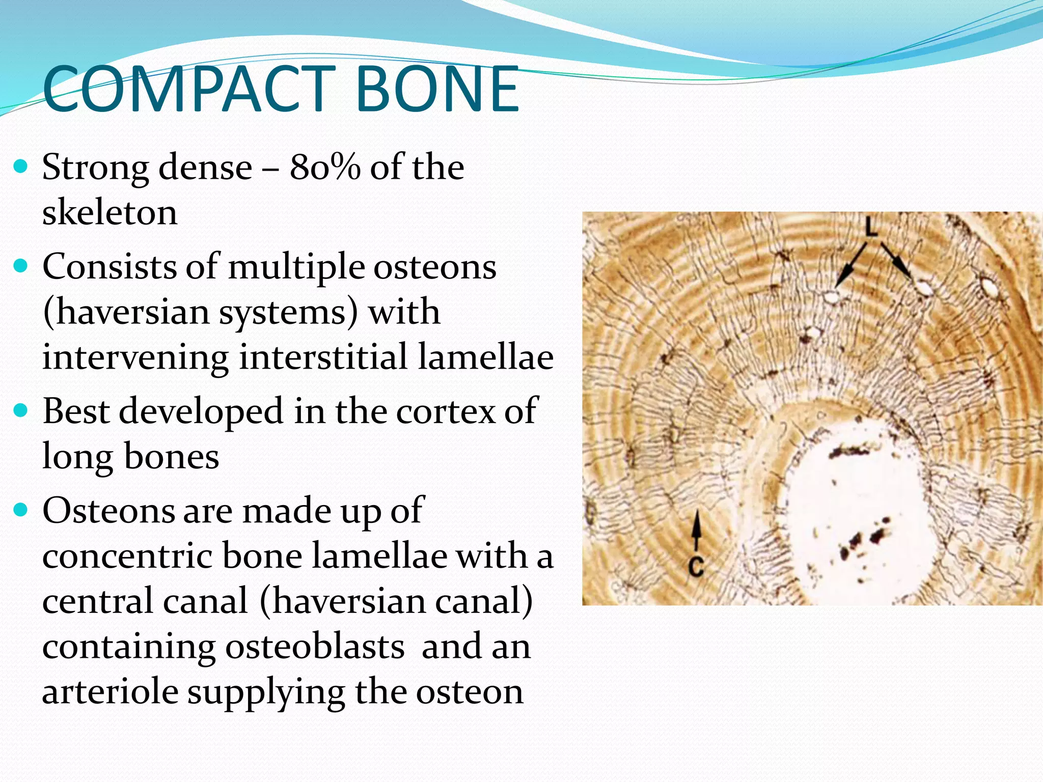 Anatomy of bone and cartilage 1 | PPTX