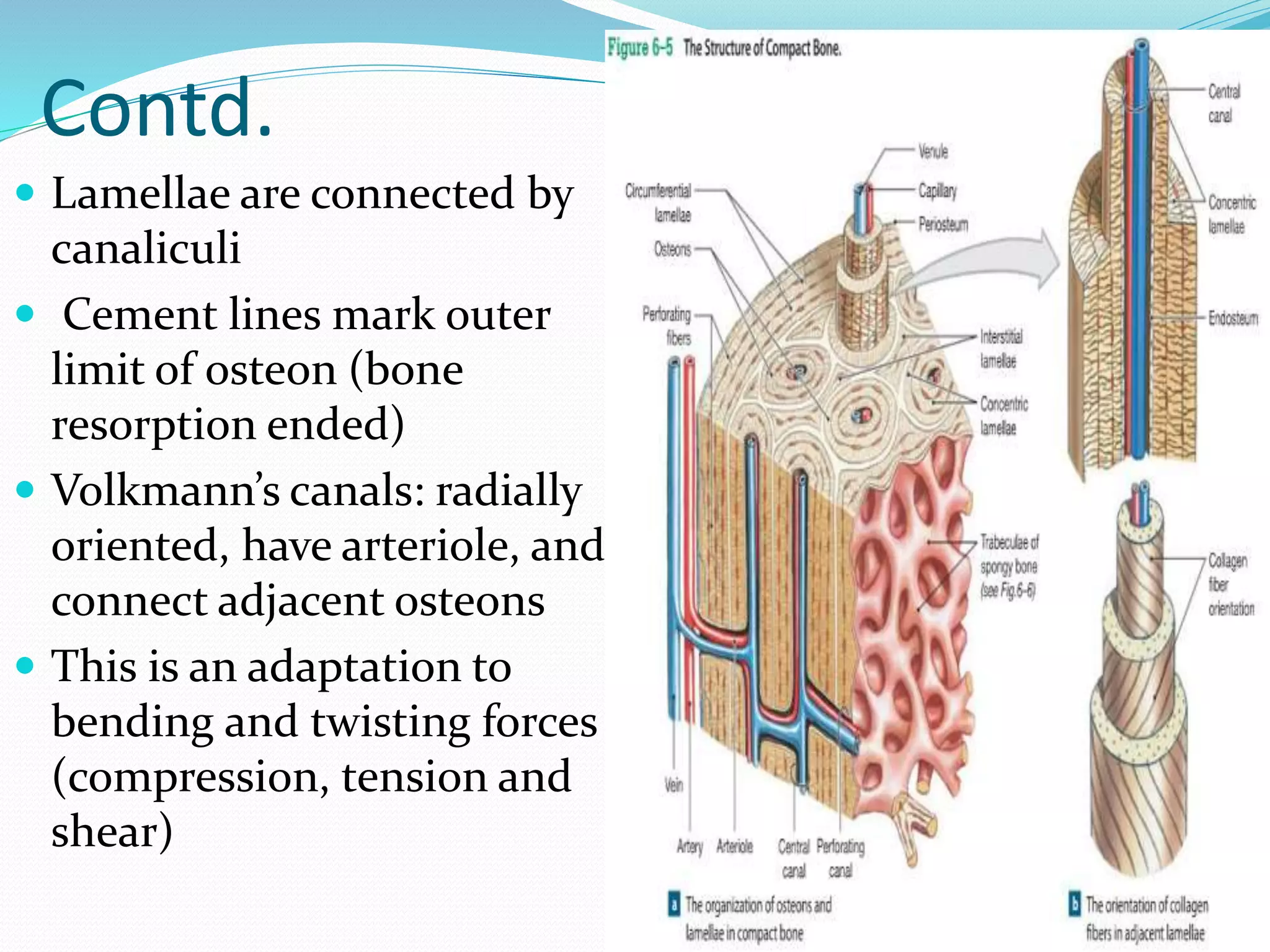 Anatomy of bone and cartilage 1 | PPTX