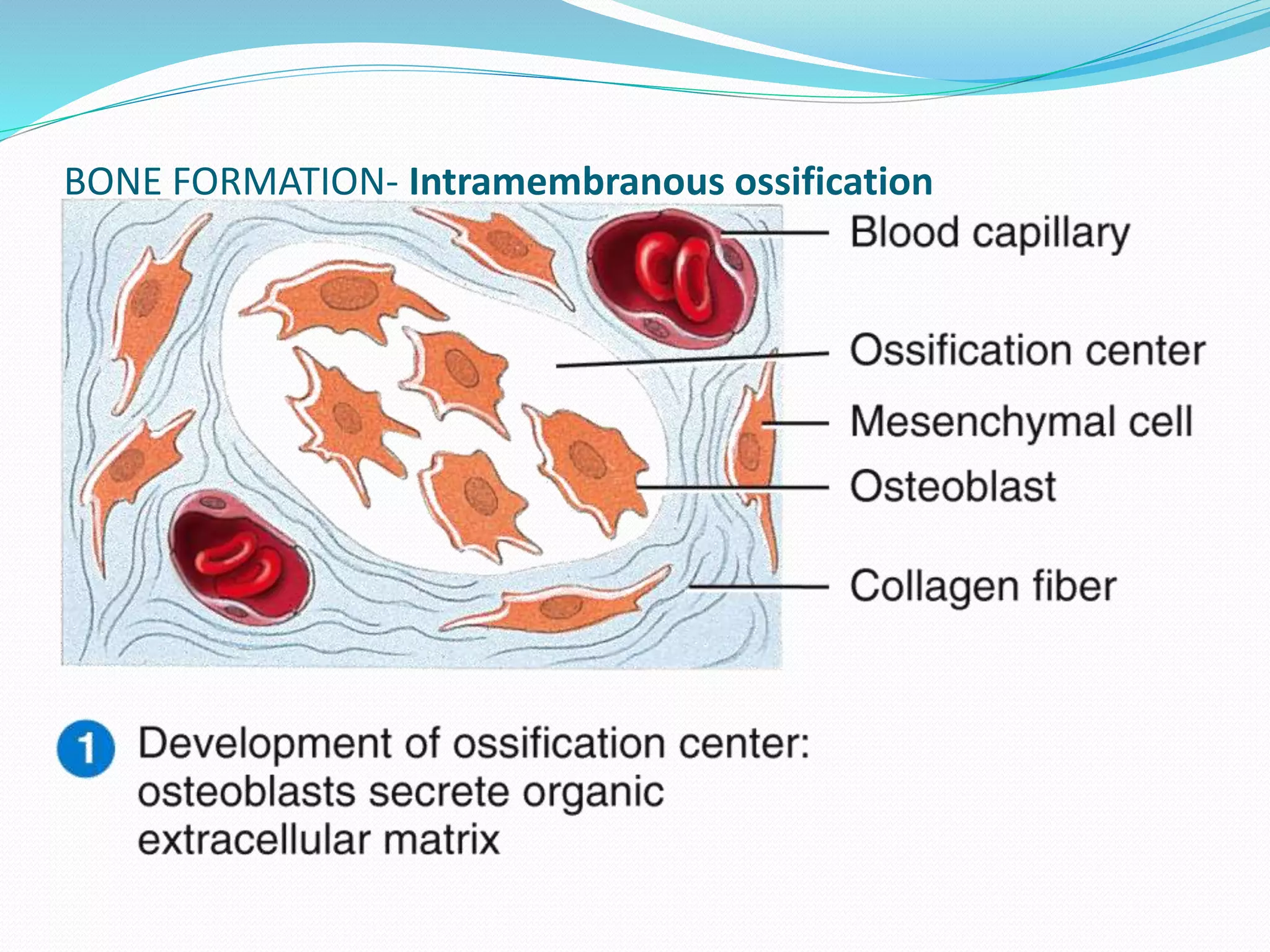 Anatomy of bone and cartilage 1 | PPTX