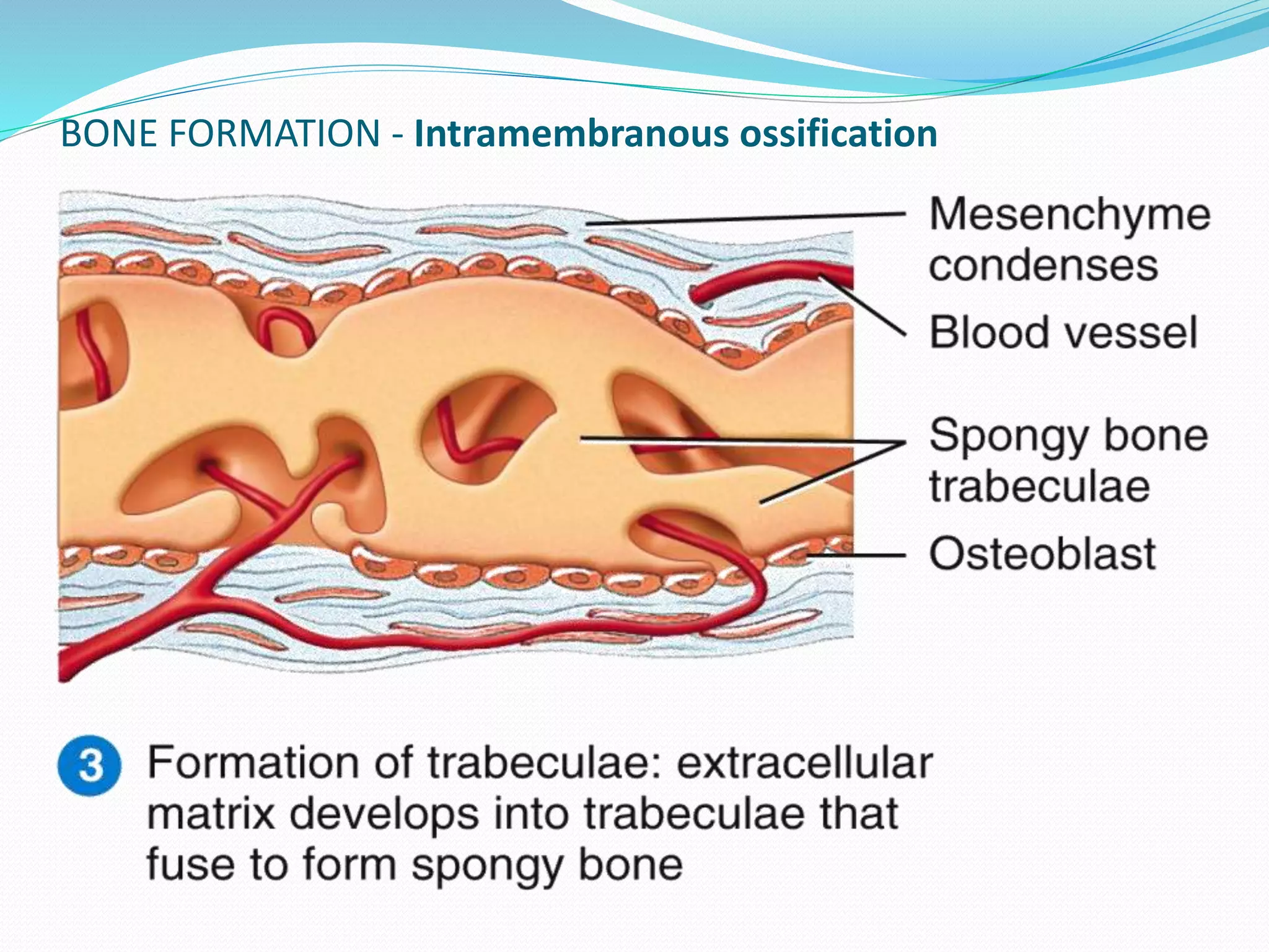 Anatomy of bone and cartilage 1 | PPTX