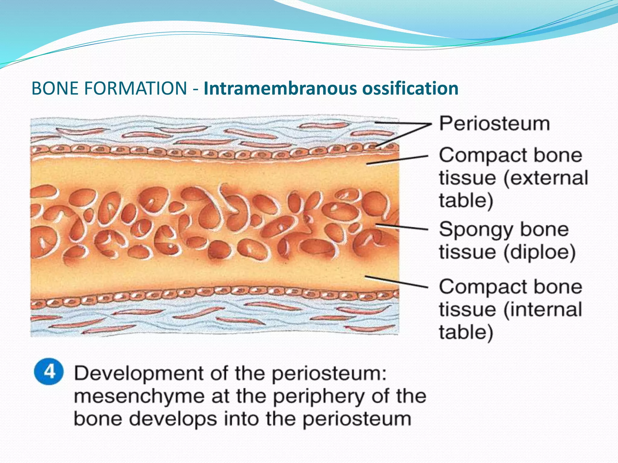 Anatomy of bone and cartilage 1 | PPTX