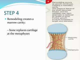 Anatomy of bone and cartilage 1 | PPTX