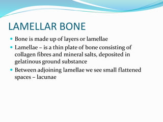 Anatomy of bone and cartilage 1 | PPTX