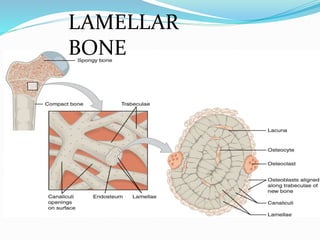 Anatomy of bone and cartilage 1 | PPTX