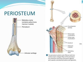 Anatomy of bone and cartilage 1 | PPTX
