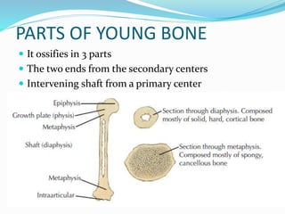 Anatomy of bone and cartilage 1 | PPTX
