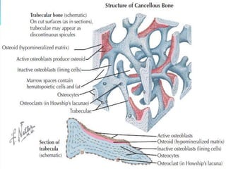 Cancellous Bone Diagram