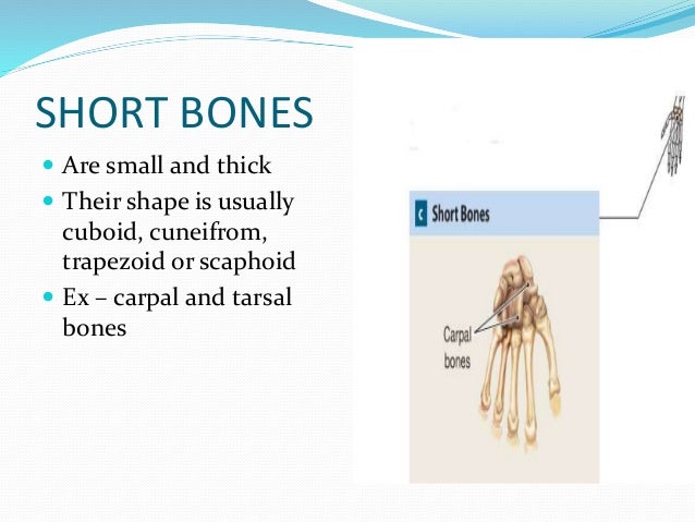 Anatomy of bone and cartilage 1