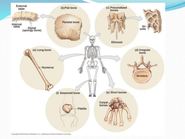 Anatomy of bone and cartilage 1