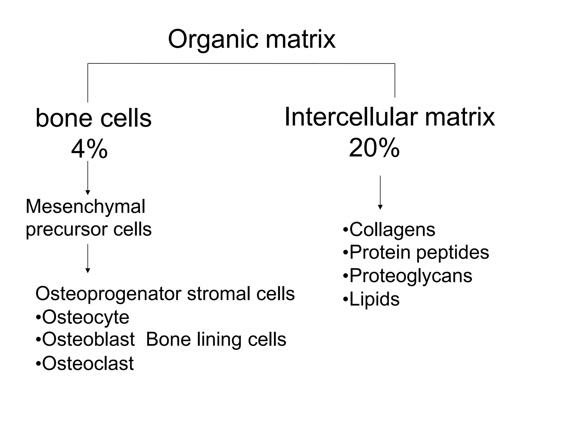 Anatomy of Bone and Fracture Healing.ppt