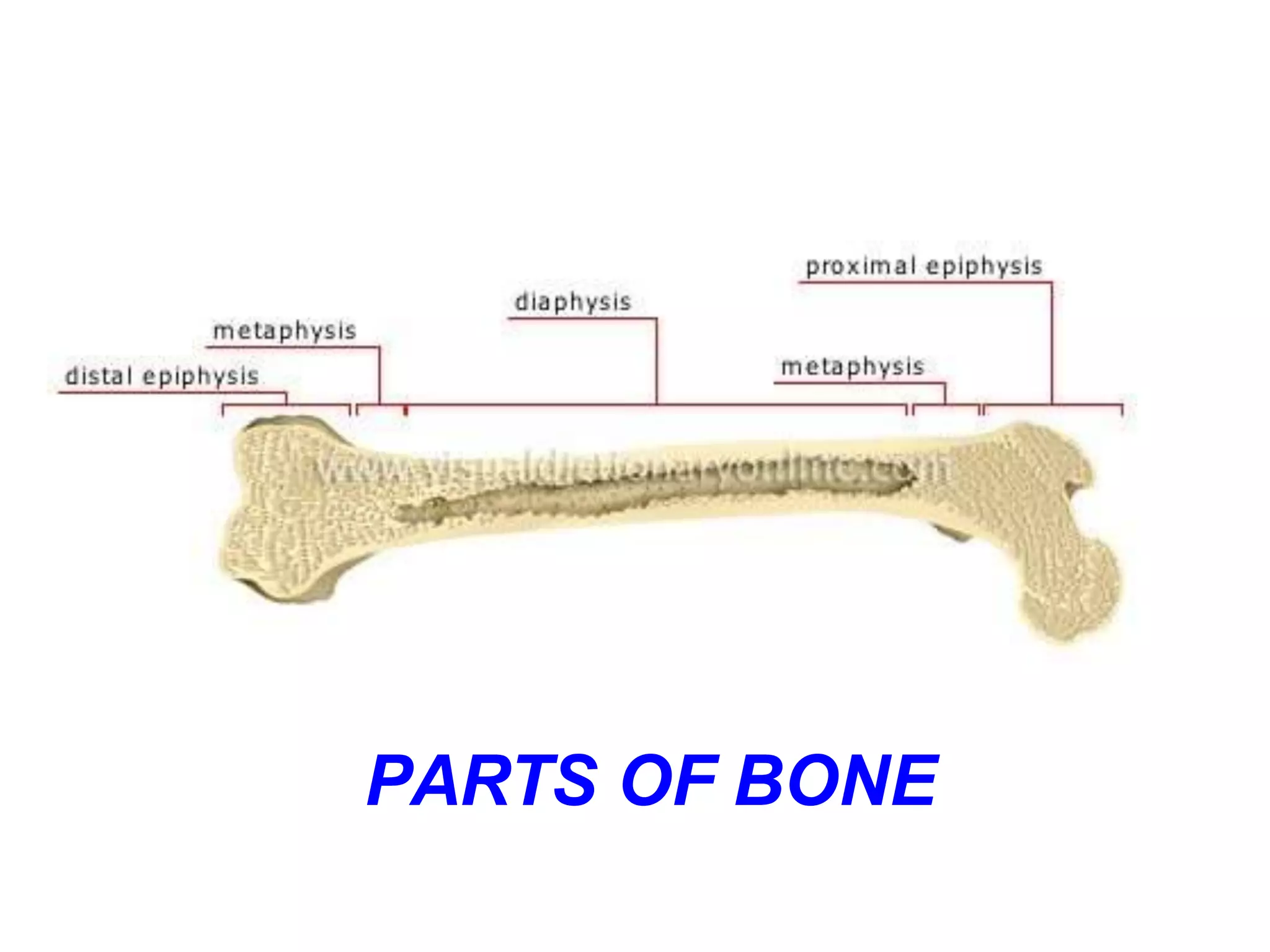 Anatomy of Bone and Fracture Healing.ppt