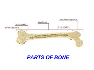 Anatomy_of_Bone_and_Fracture healing in ortho | PPTX