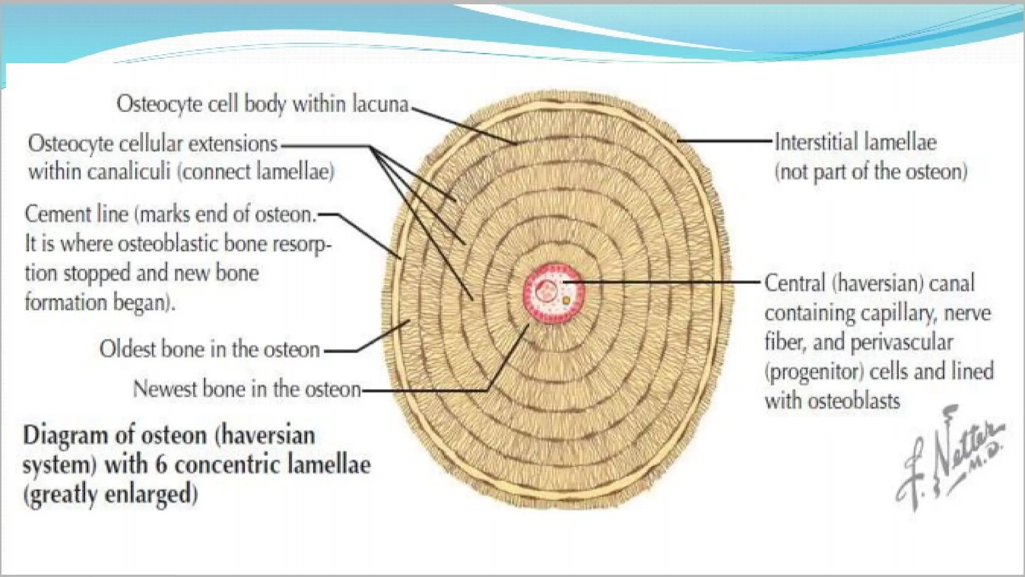ANATOMY OF BONE CARTILAGE copy presentation | PPTX | Death, Injury, or ...