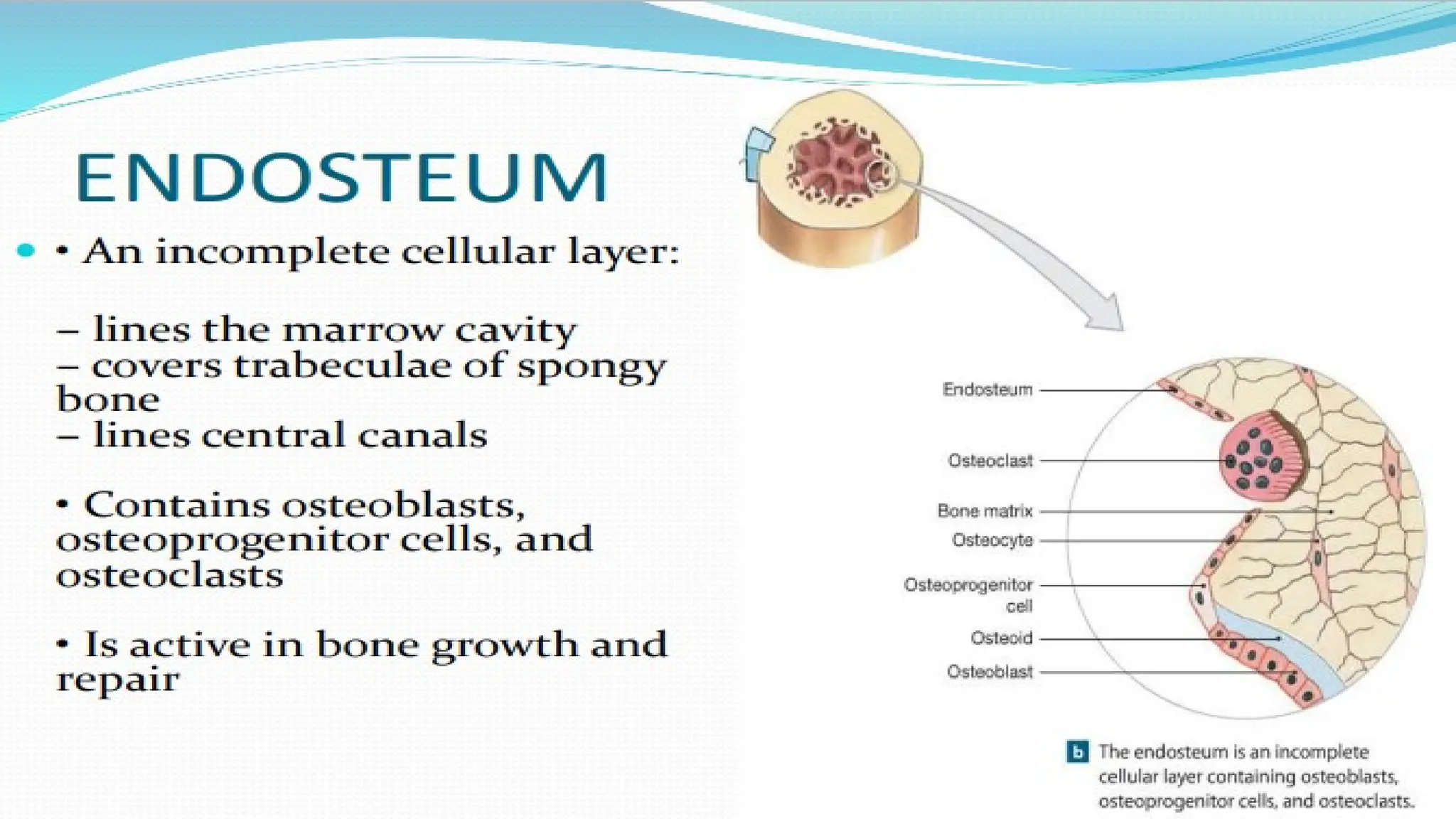ANATOMY OF BONE CARTILAGE presentation . | PPT