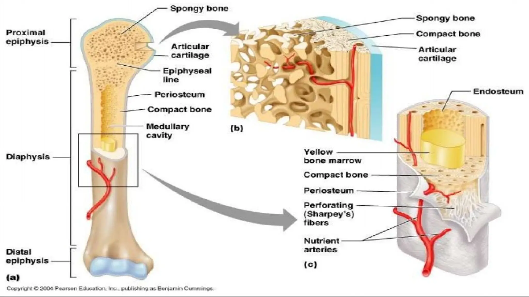 ANATOMY OF BONE CARTILAGE presentation . | PPT