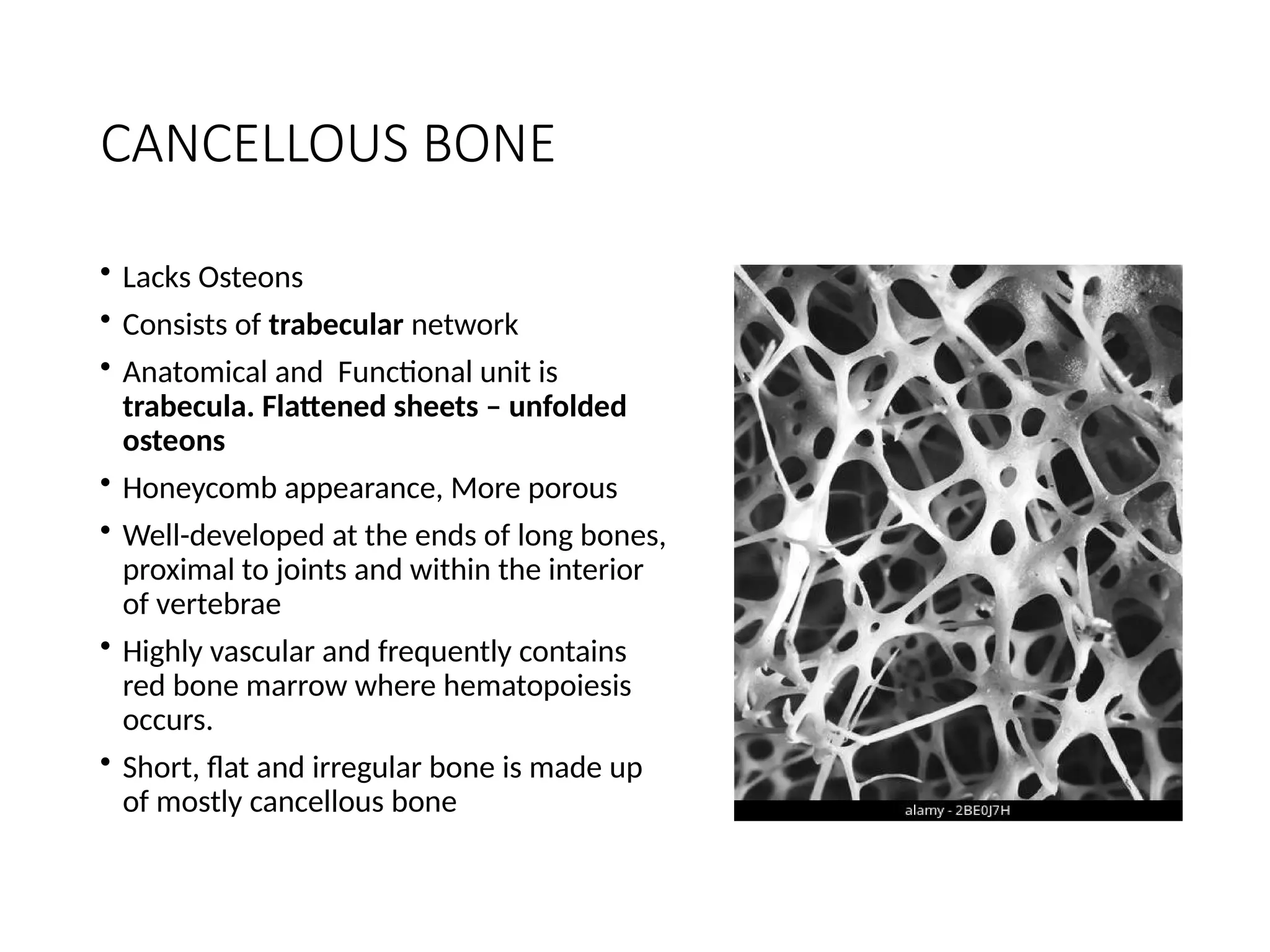 Anatomy_of_Bone Cartilage and Joints.pptx