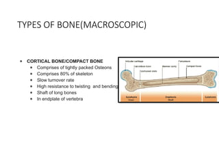 Anatomy_of_Bone Cartilage and Joints.pptx