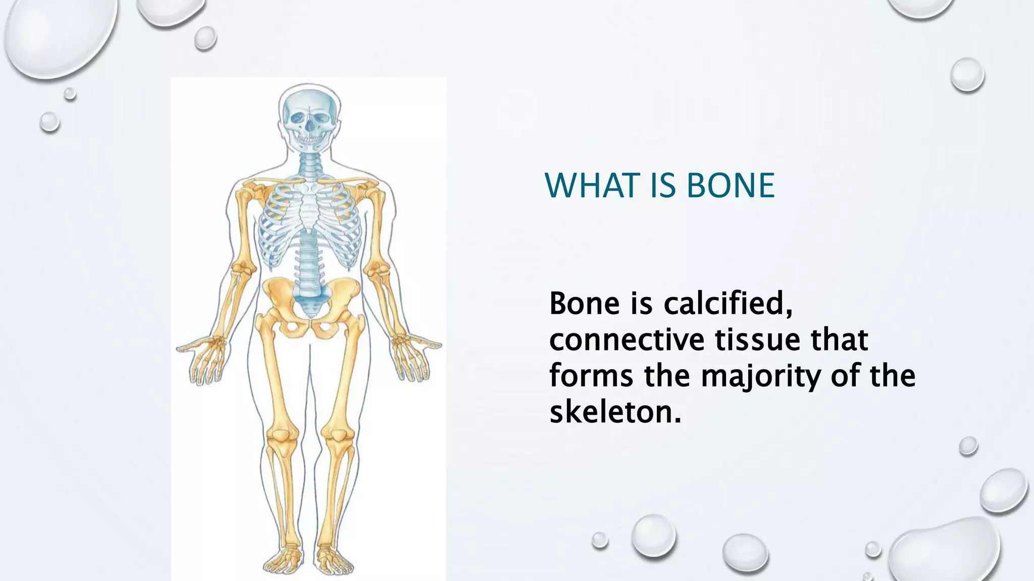Anatomy of bones | PPTX