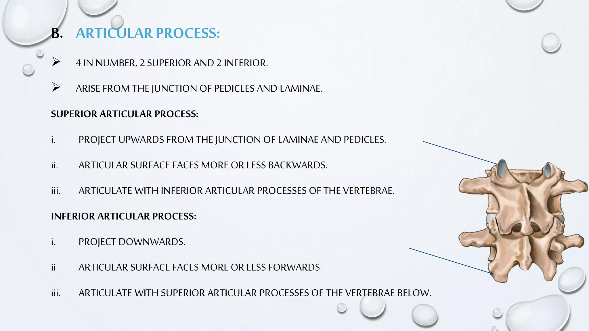Anatomy of bones | PPTX