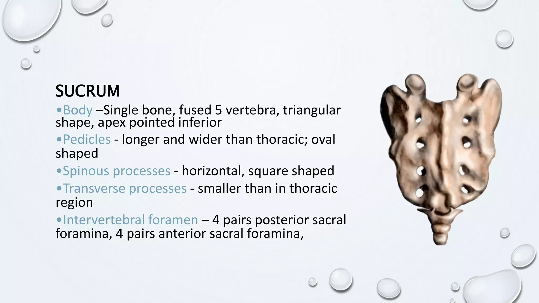 Anatomy of bones | PPTX