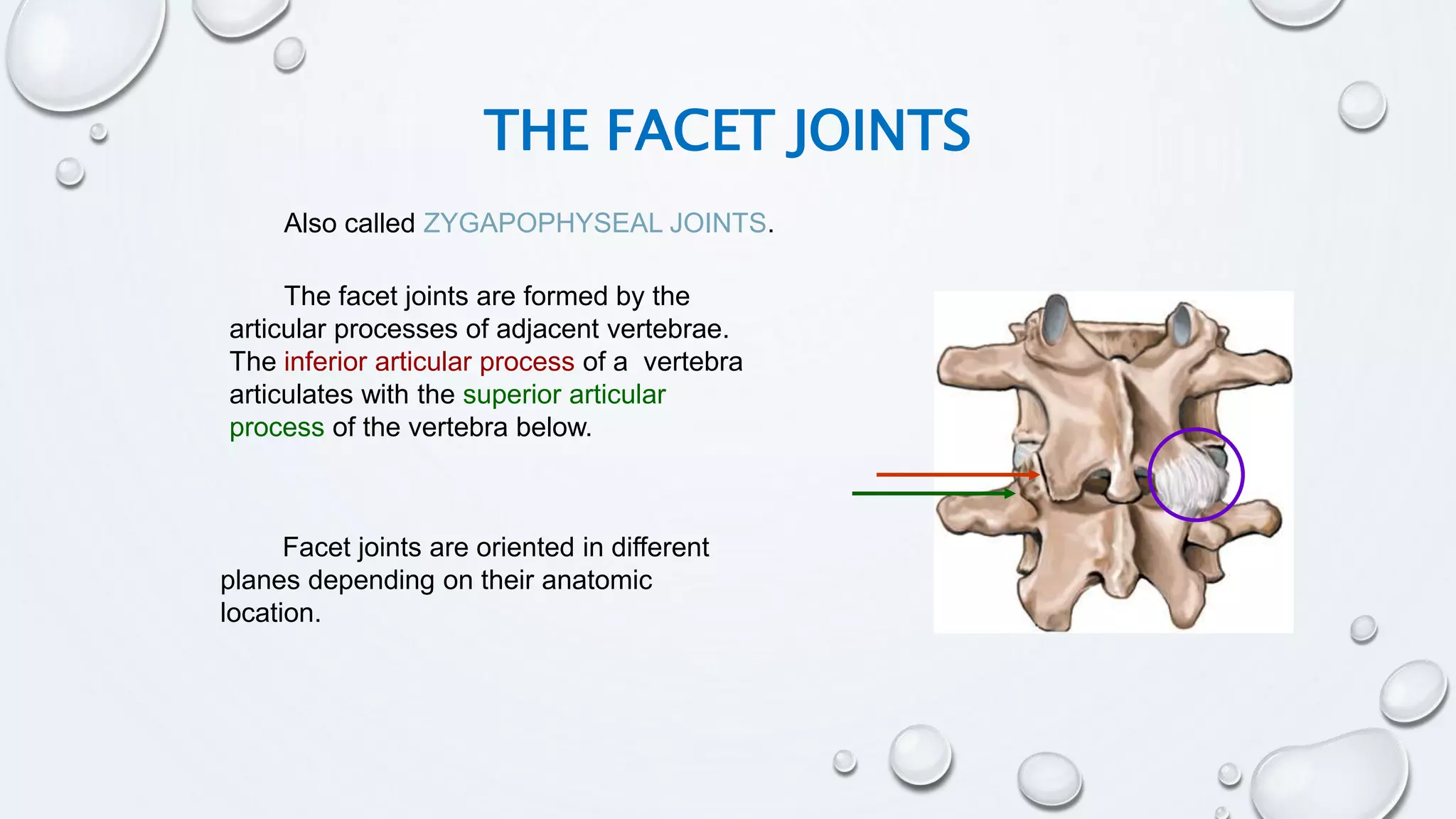 Anatomy of bones | PPTX