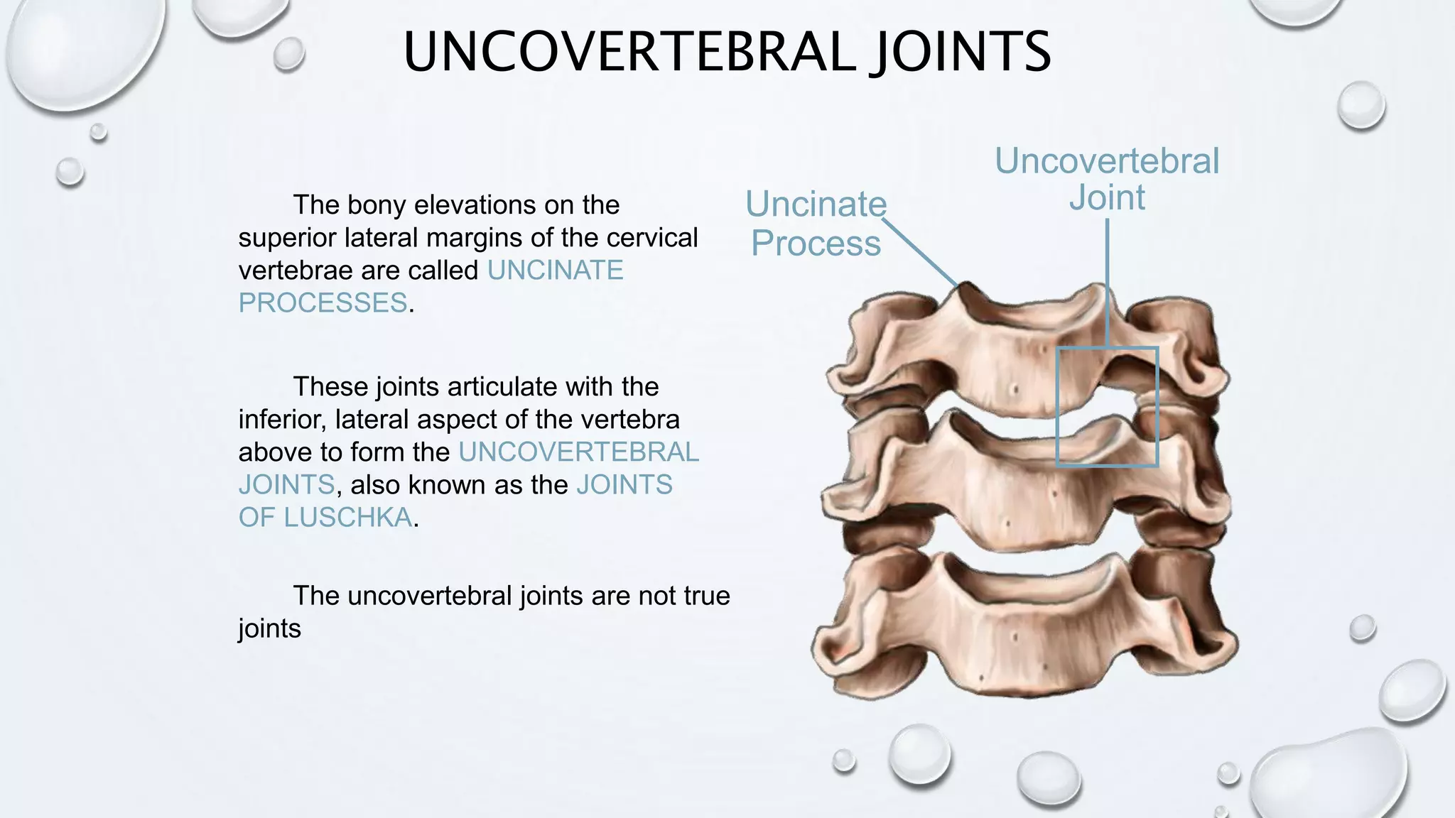 Anatomy of bones | PPTX