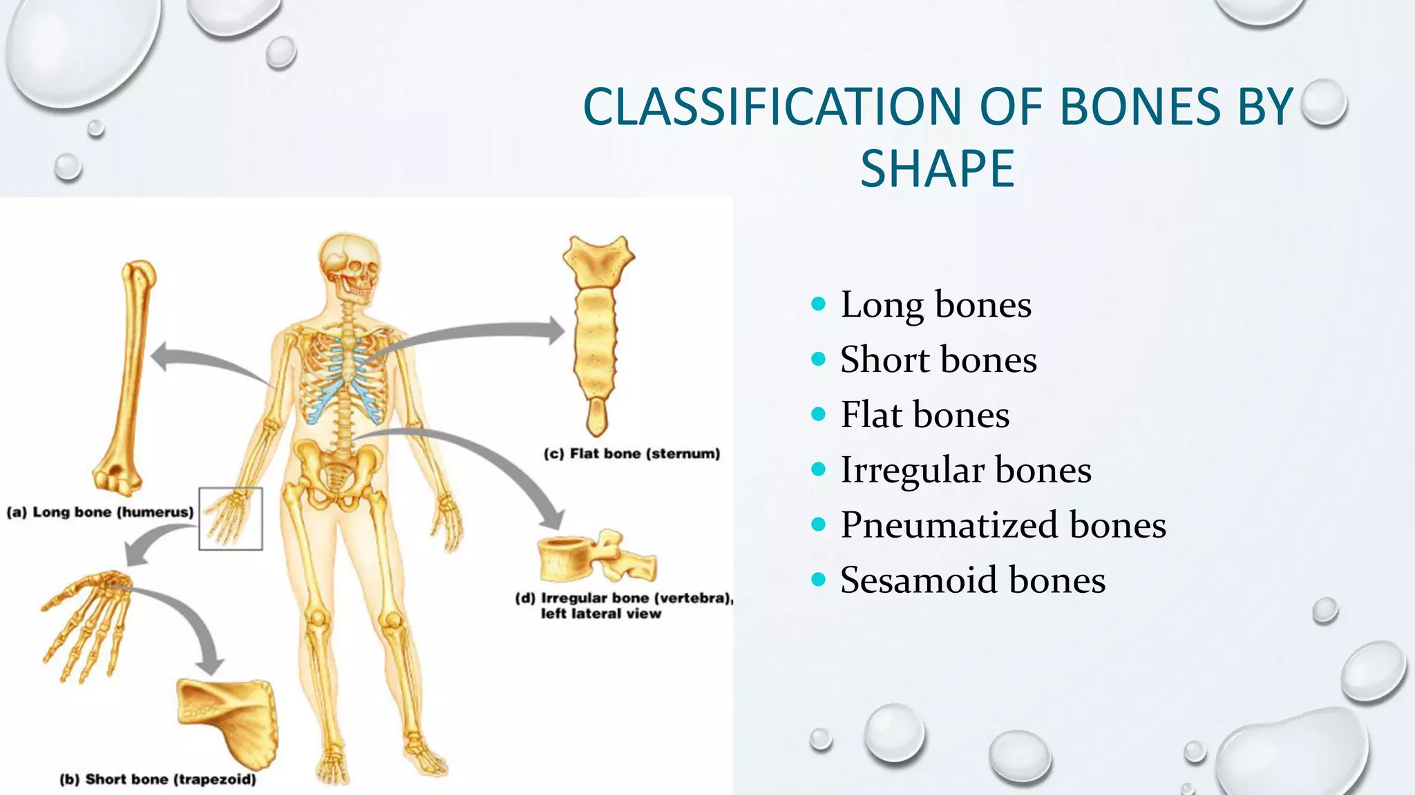 Anatomy of bones | PPTX