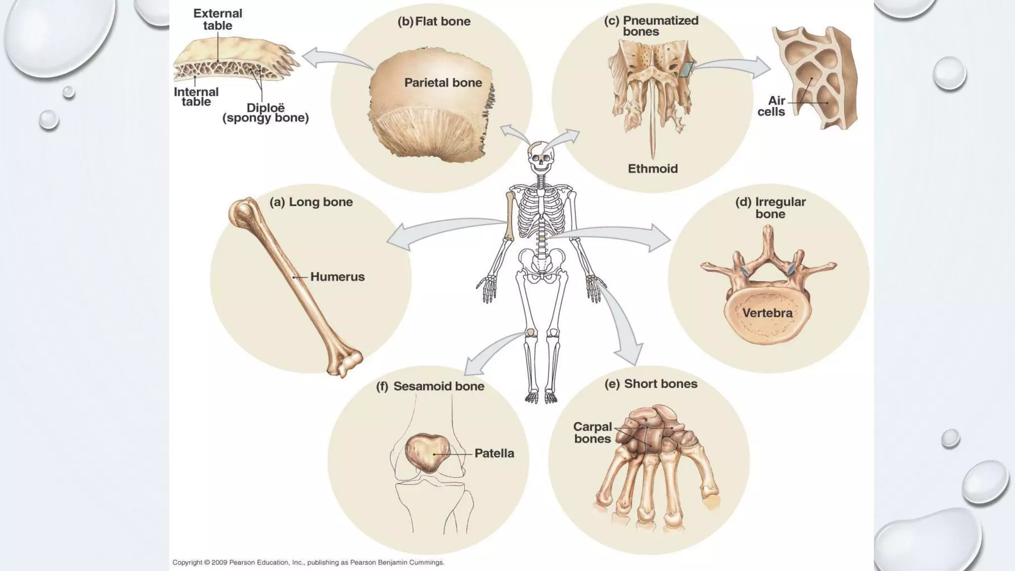Anatomy of bones | PPTX
