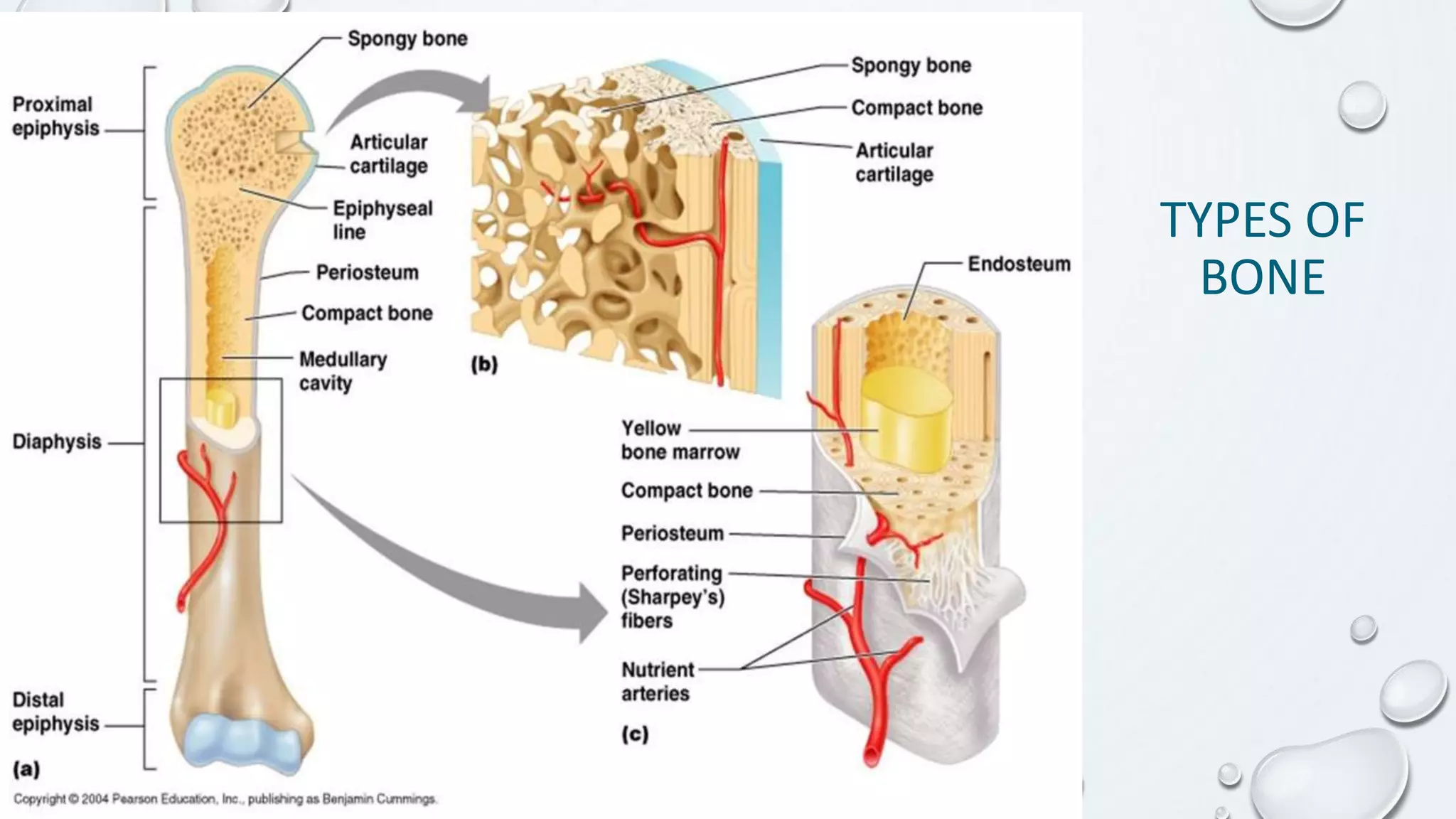 Anatomy of bones | PPTX