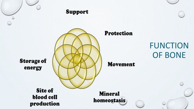 Anatomy of bones | PPTX
