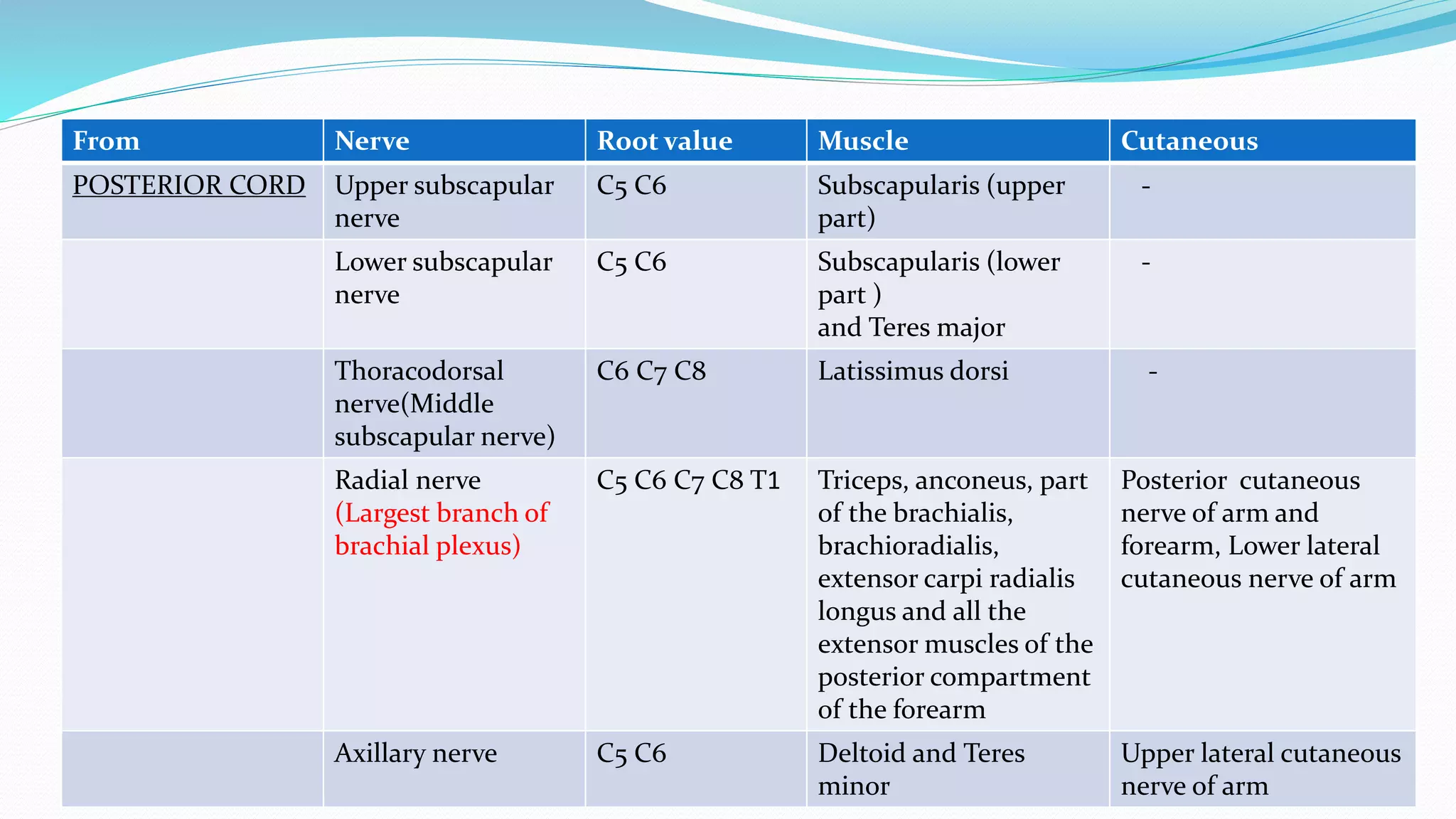 Anatomy of brachial plexus | PPTX