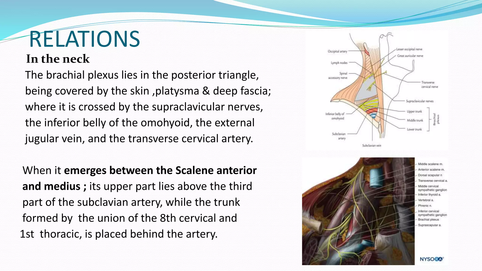 Anatomy of brachial plexus | PPTX