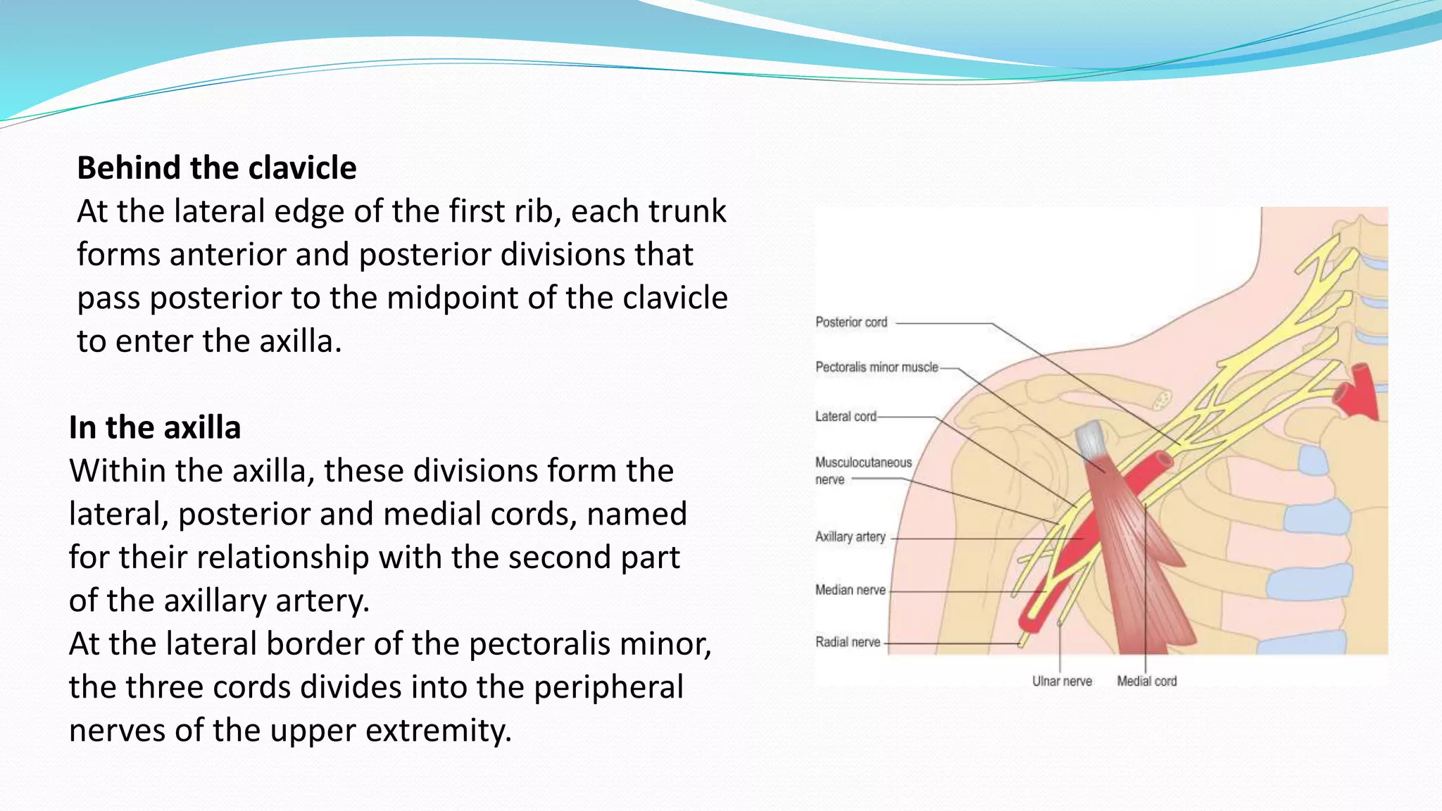 Anatomy of brachial plexus | PPTX