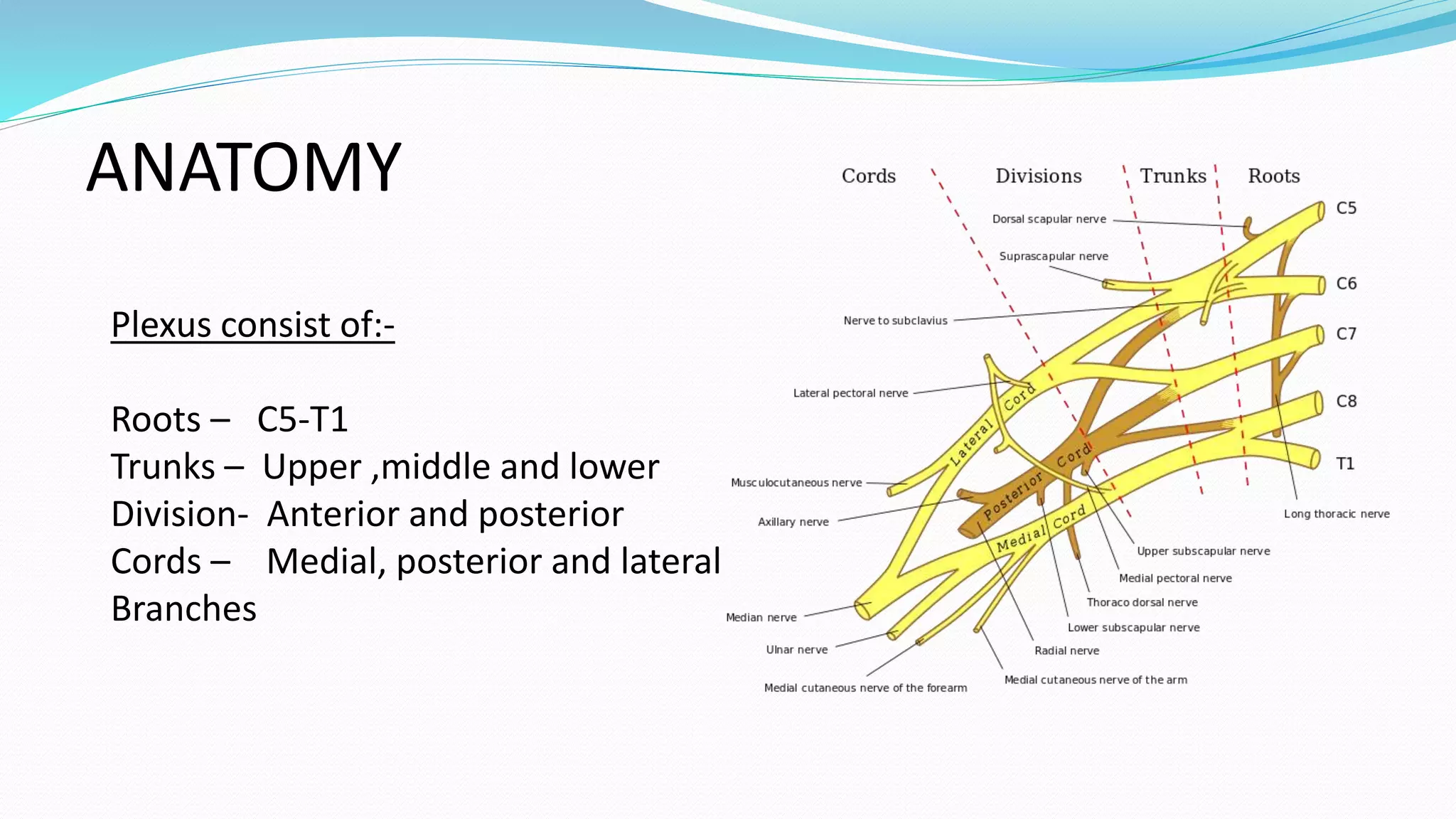 Anatomy of brachial plexus | PPTX