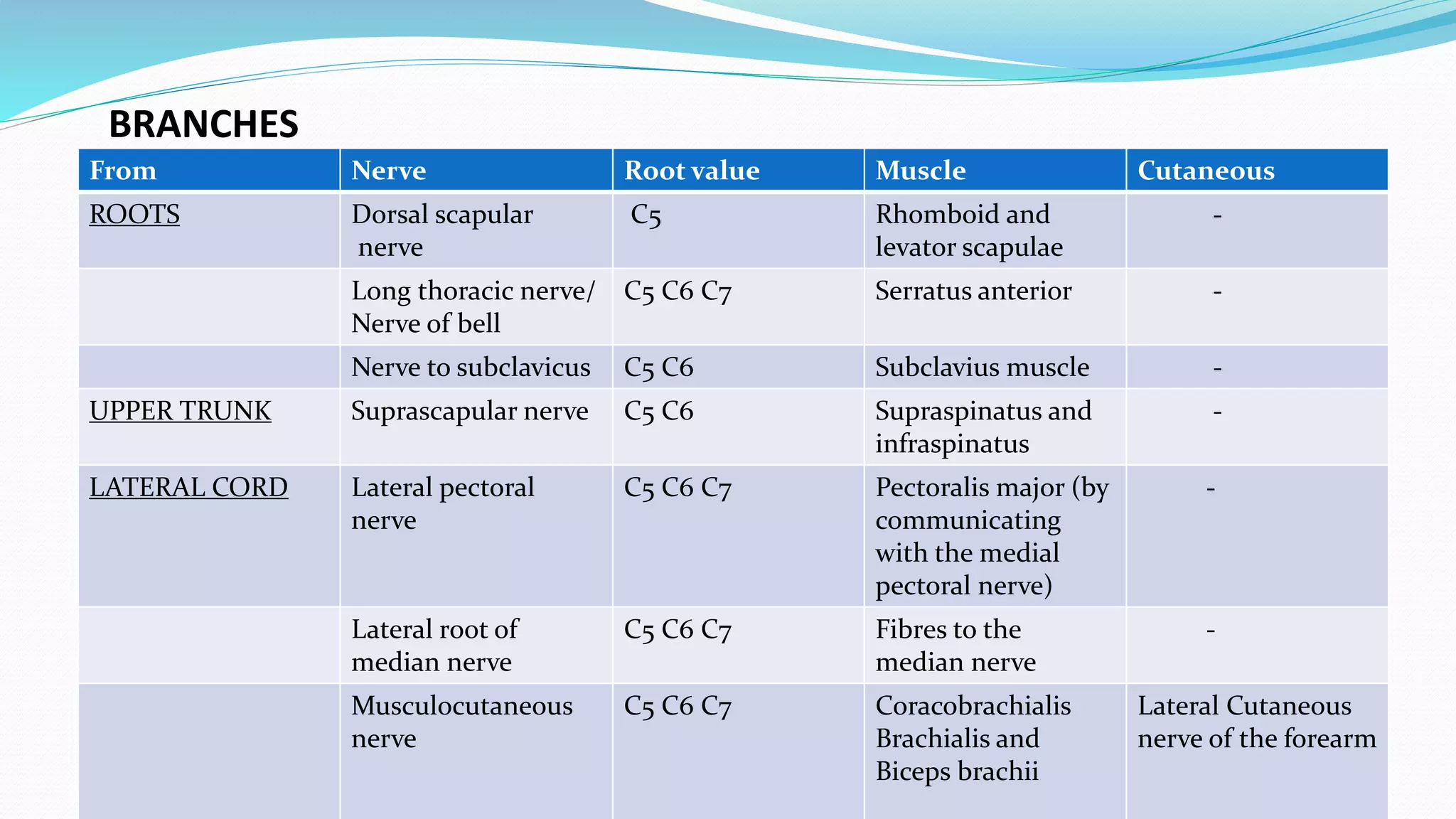 Anatomy of brachial plexus | PPTX