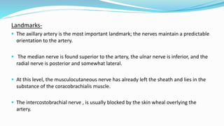 Anatomy of brachial plexus | PPTX