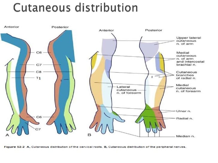 Anatomy of brachial plexus