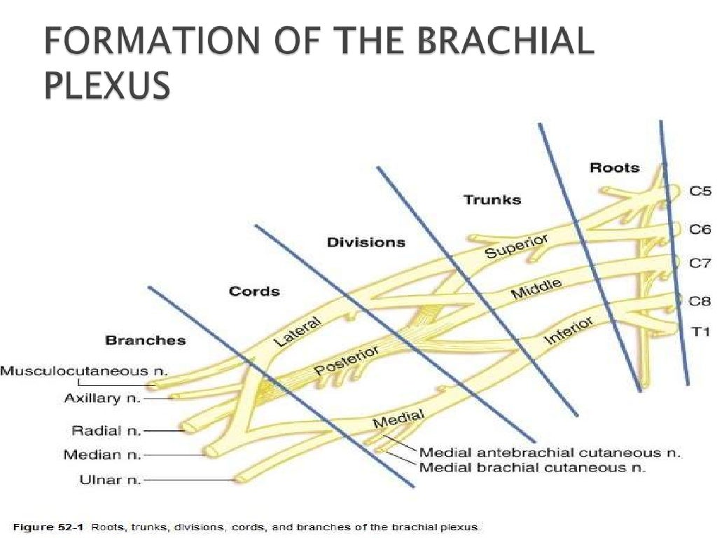 Anatomy of brachial plexus