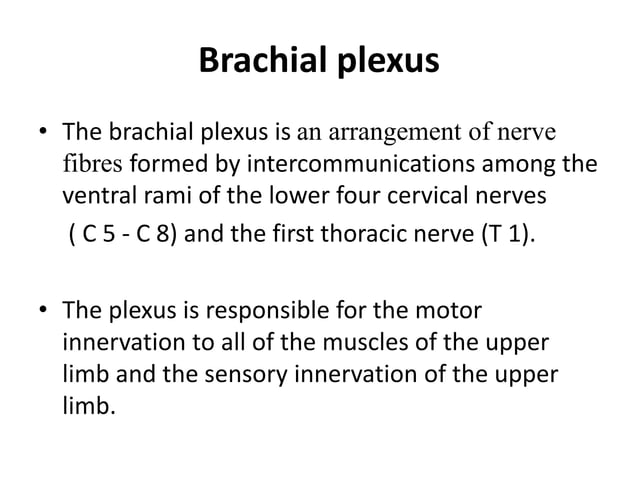 Anatomy of brachial plexus | PPTX | Death, Injury, or Military Conflict | Sensitive Topics