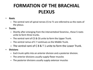 Anatomy of brachial plexus | PPTX