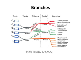 Anatomy of brachial plexus | PPTX